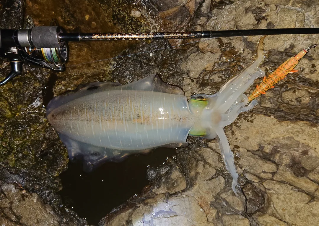 190026-29d3bc99193cb0b837fb8cc53f050ae5 | deps OFFICIAL HP | デプス 公式HP